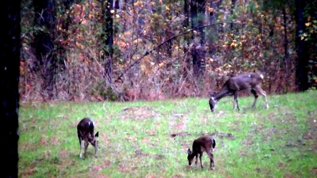 Outdoor Encounters: First day of gun season. - YouTube