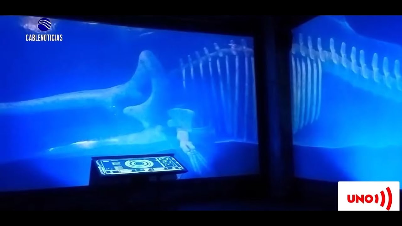 Acuario Mundo marino - Inmersamente - Naddie - YouTube