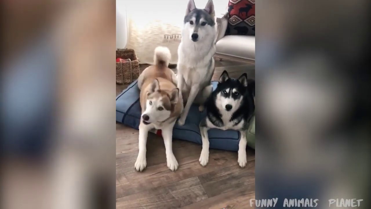You WON'T believe what these CRAZY DOGS do! Watch this! - YouTube