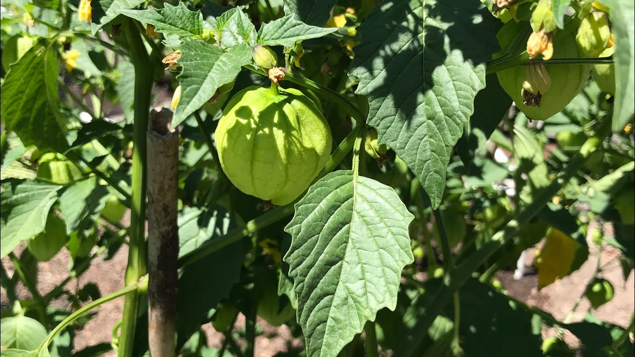Unveiling A Tangy Treasure, @Barelygardening - YouTube