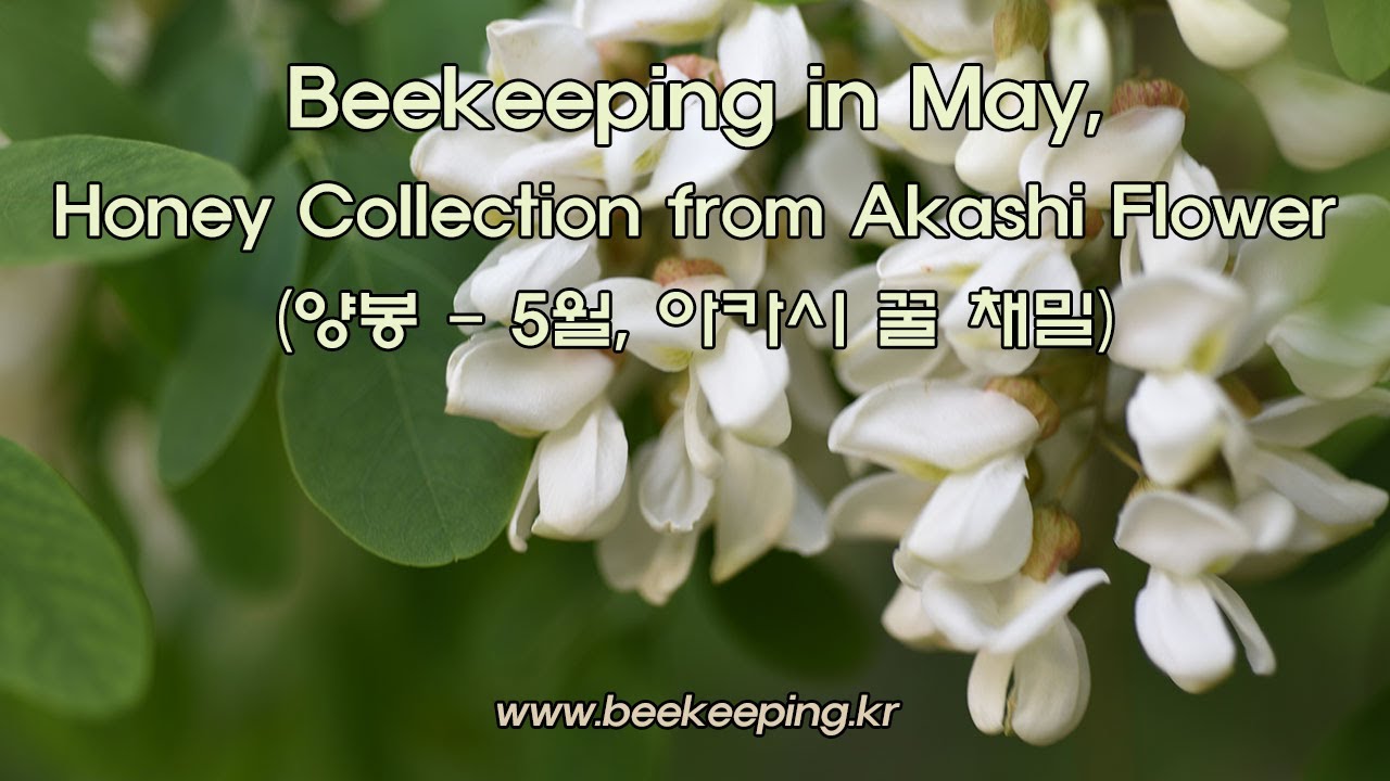 [88] Beekeeping in May, Honey Collection from Akashi Flower (양봉 - 5월 ...