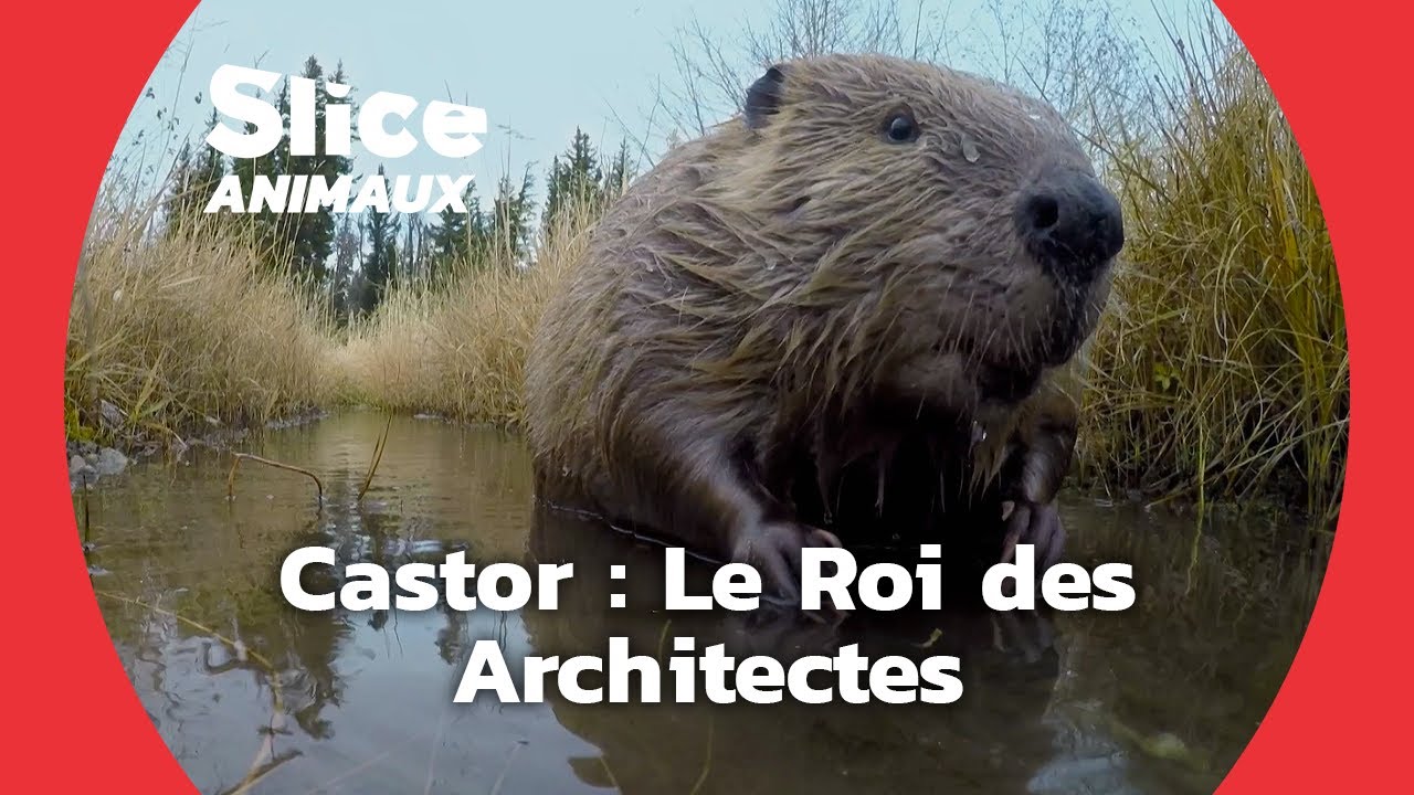 Comment les castors construisent-ils leur barrage ? I SLICE Animaux ...
