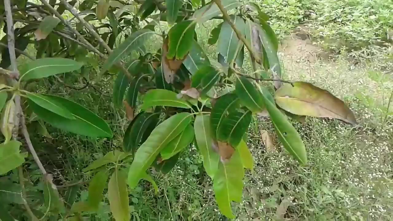 Ma maram (mango tree) - YouTube