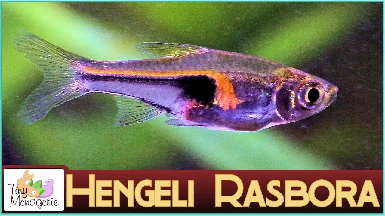 All About Hengeli Rasbora (Glowlight Rasbora): The Tiniest Schooling ...