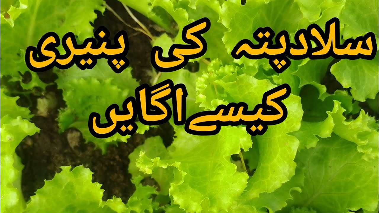 how to grow lettuce at home,Salad patta kaise ugaye - YouTube
