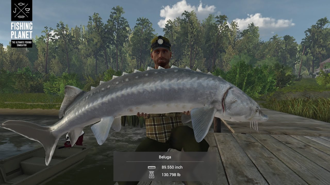 Beluga Sturgeon