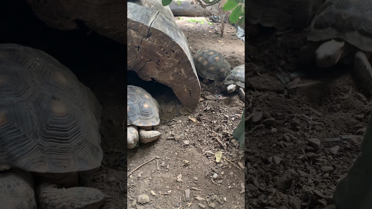 Un día normal en el tortuguero - Tortugas Gopherus Berlandieri - YouTube