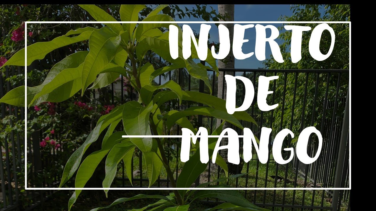 Injertos de Mango - YouTube