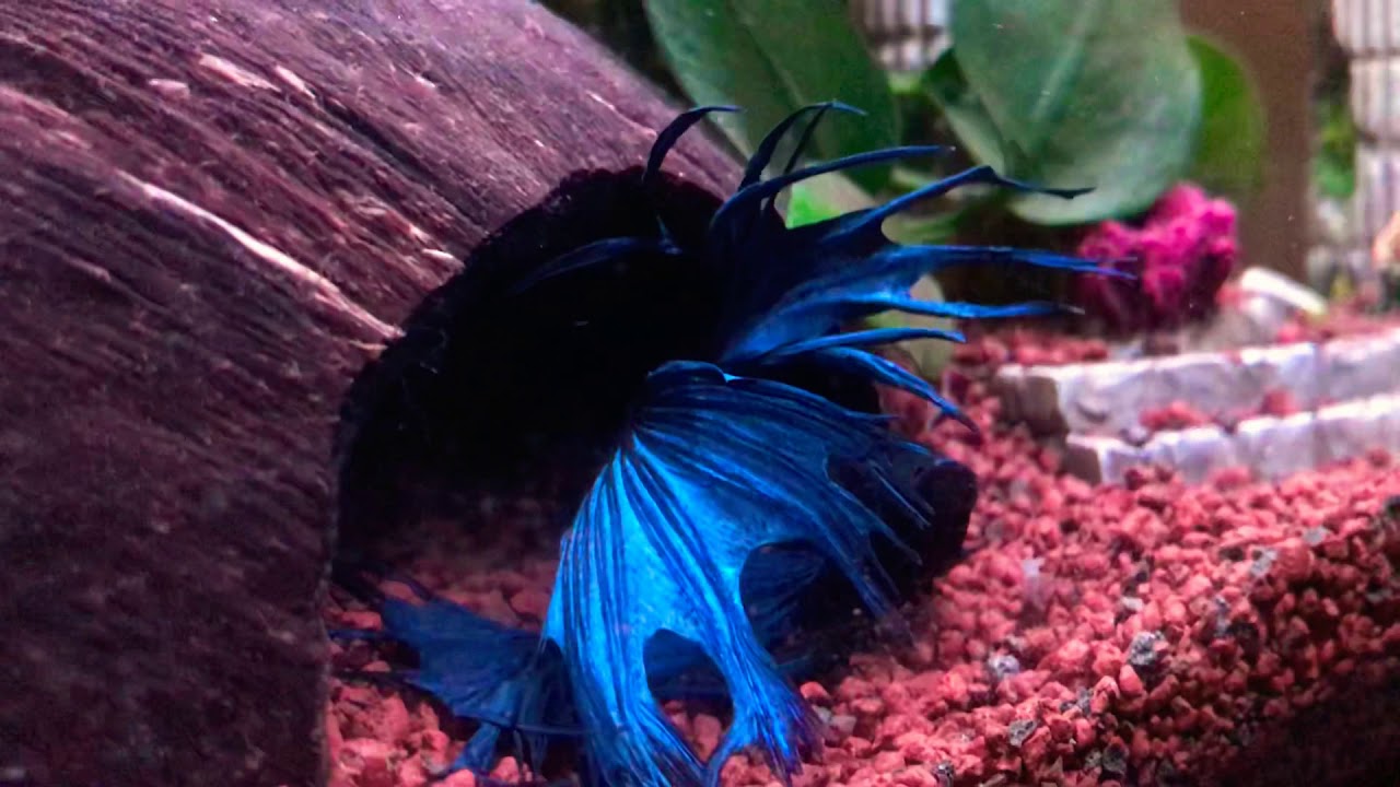 Betta fish cola Corona - YouTube