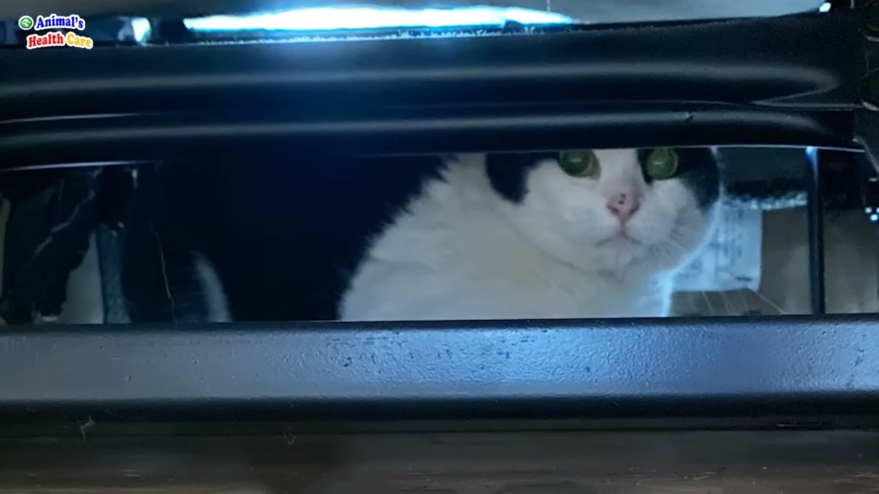 Woman Spent a Whole Year to Help Timid Rescued Cat Trust Human Again ...