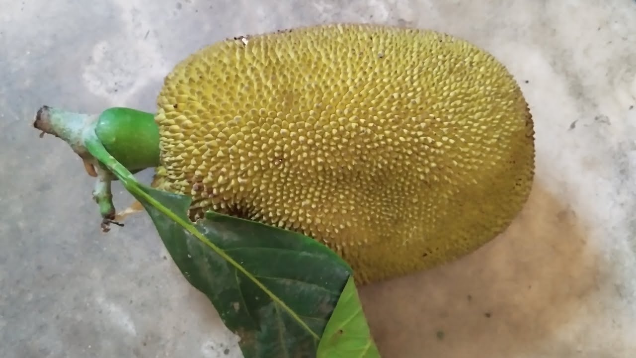 KATHAL KAISE KATE //KATHAL KATNE KA TARIKA//HOW CUT JACKFRUIT ...