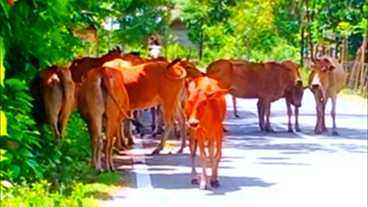 dozens of tame and fat cows roaming and playing on the street - YouTube