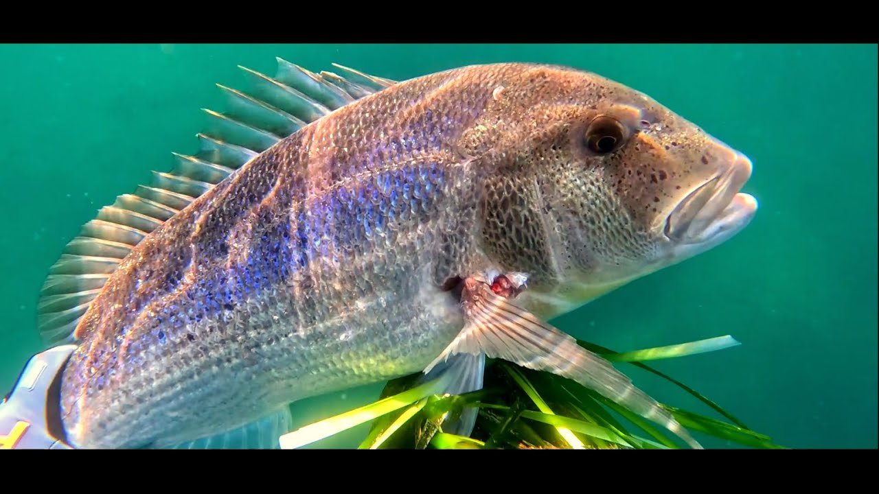 Chasse Sous-Marine Corsica Spearfishing Big Denti/Snapper One Action ...