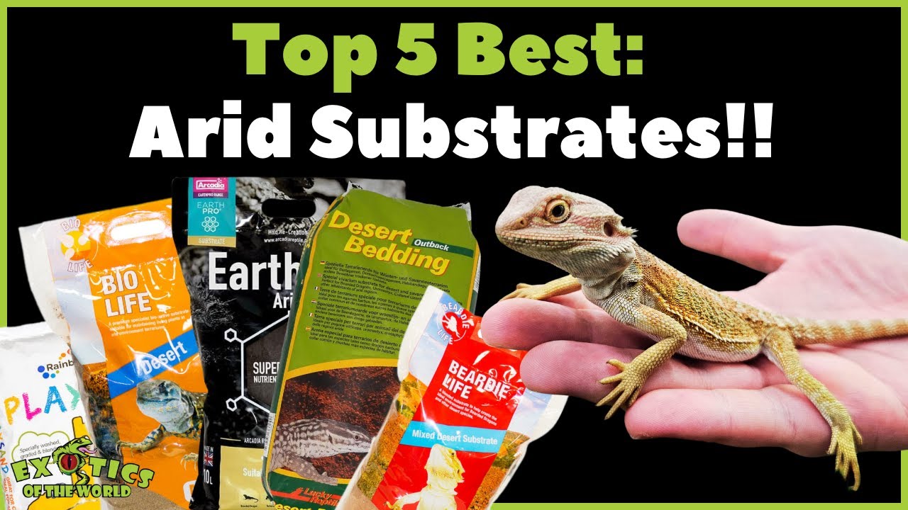 Top 5 Best Arid Substrates for Reptiles (UK Keeper’s Guide!) - YouTube