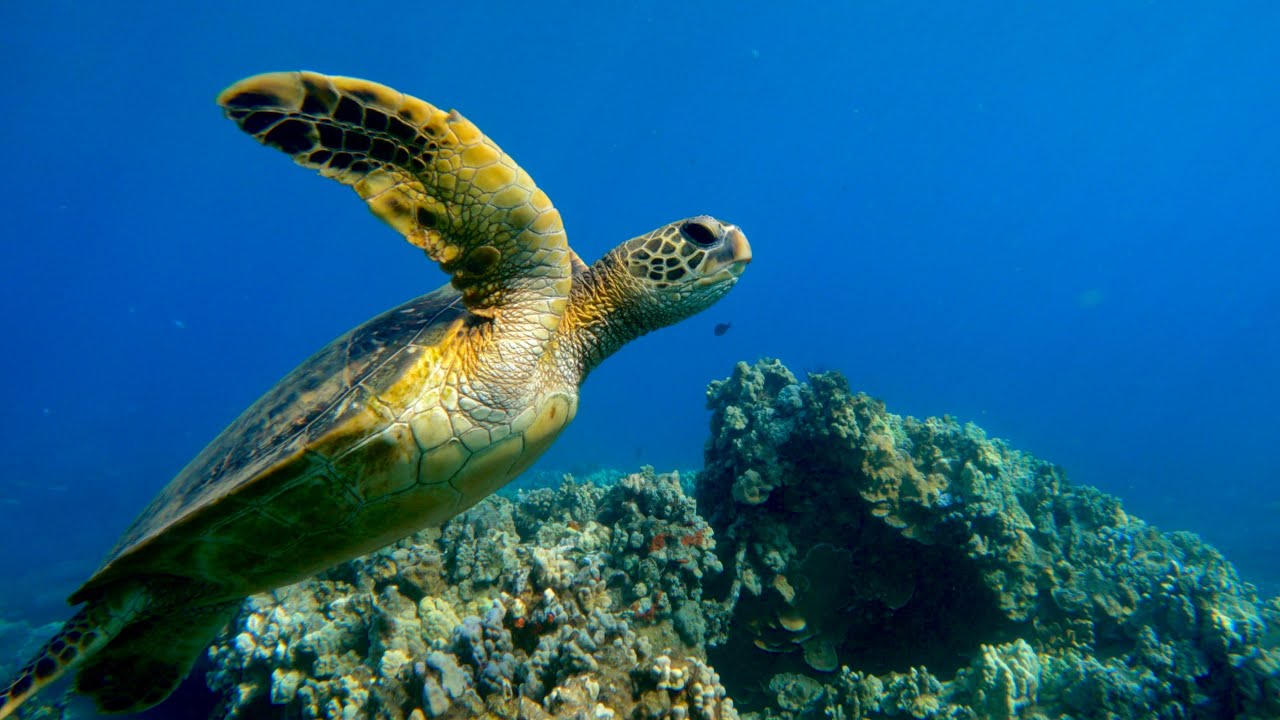 SCUBA DIVING || Mala Ramp - Maui HI - YouTube