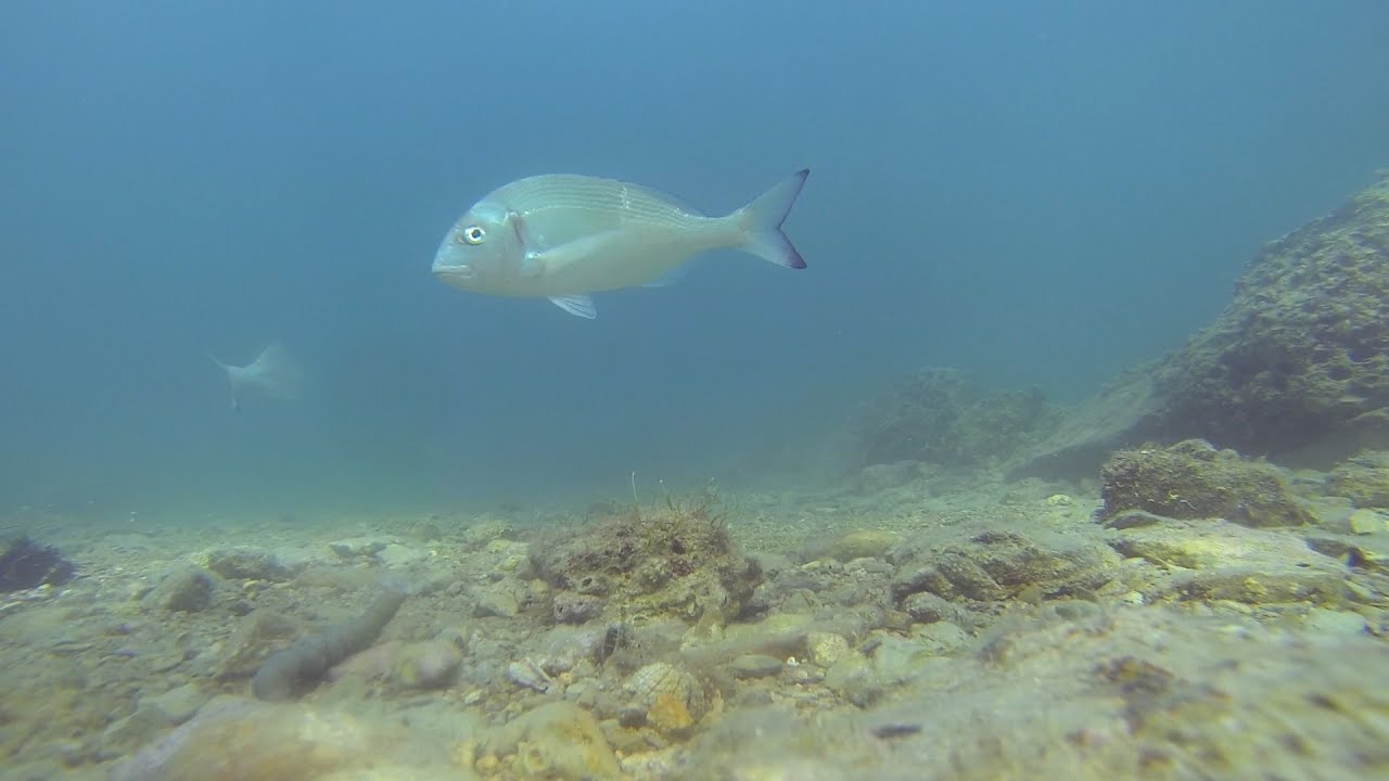 Što se događa oko ješke u moru? - Underwater footage - YouTube