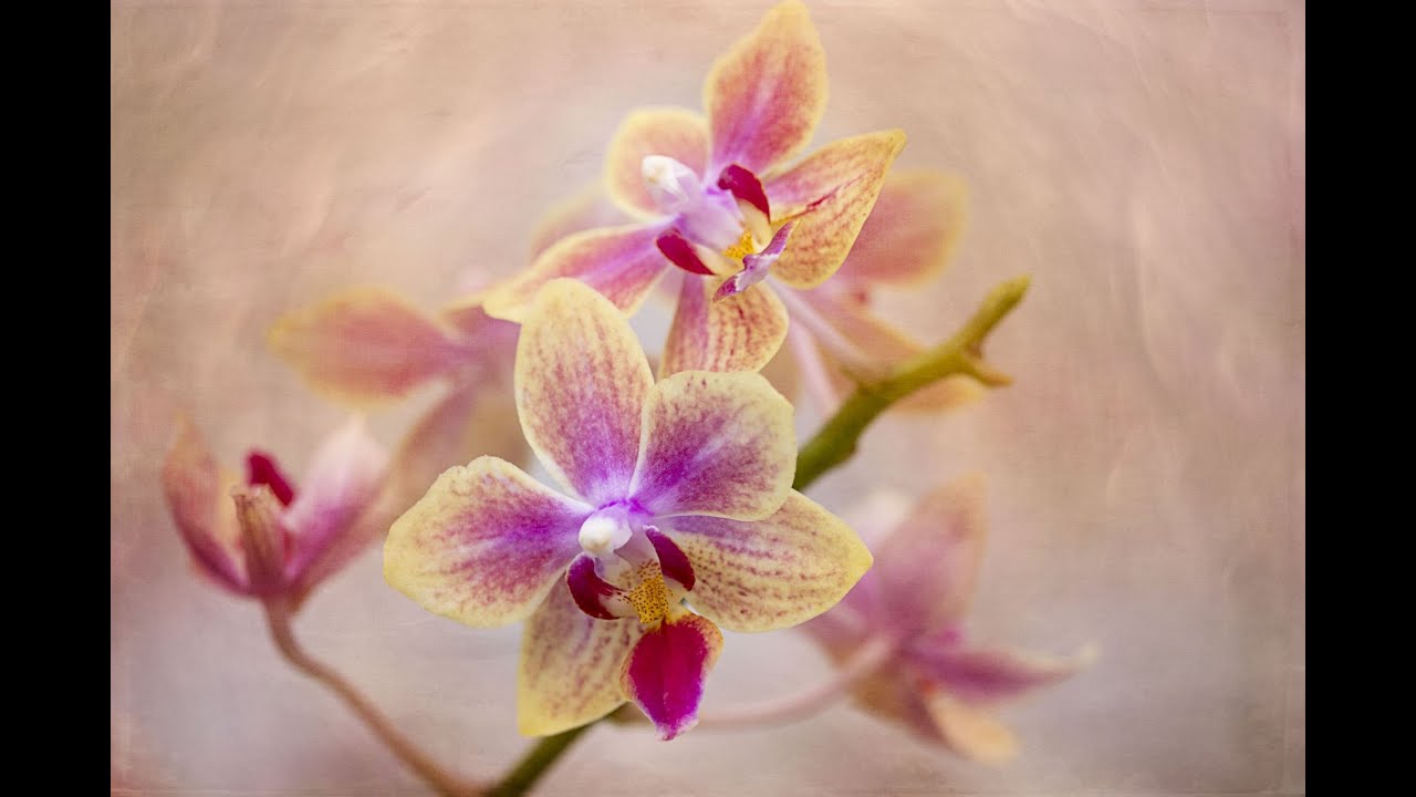 Vacker avslappnande musik - stressreducerande musik, positiv energi ...