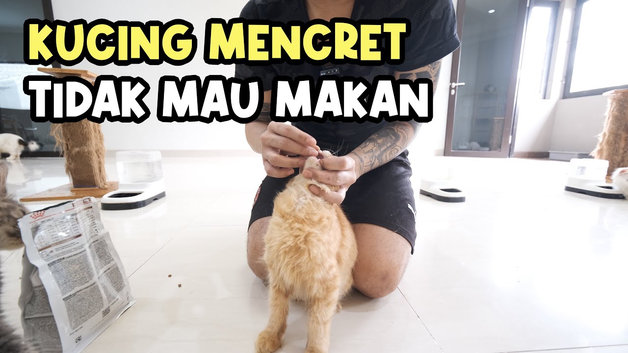 Kucing Mencret dan Tidak Mau Makan Royal Canin Gastrointestinal - YouTube