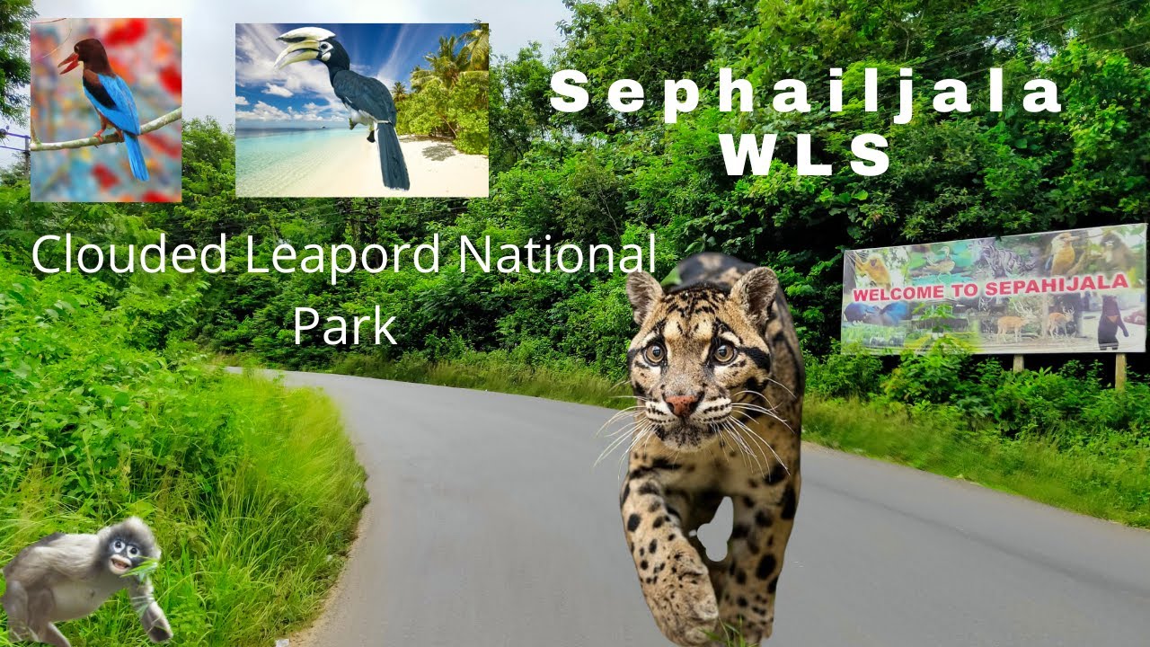 Clouded Leopard in India - YouTube