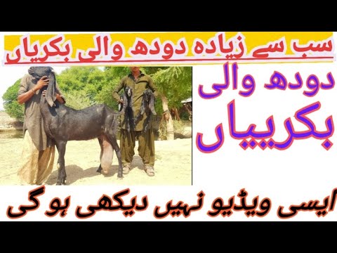Doodh ki bakri|Bakri milk benefits|Bakri k than #goat #goats #bakra # ...