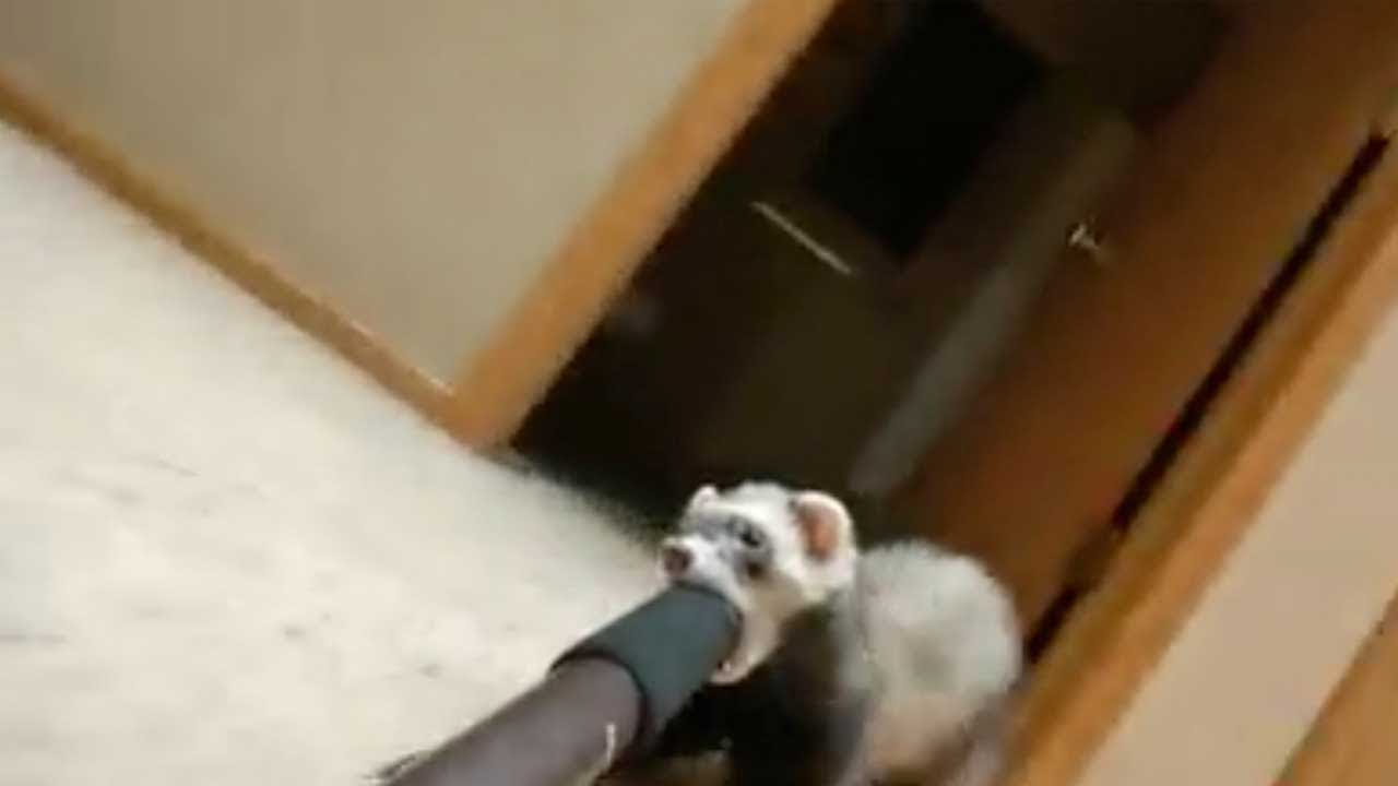 Ferret Steals Selfie Stick - YouTube