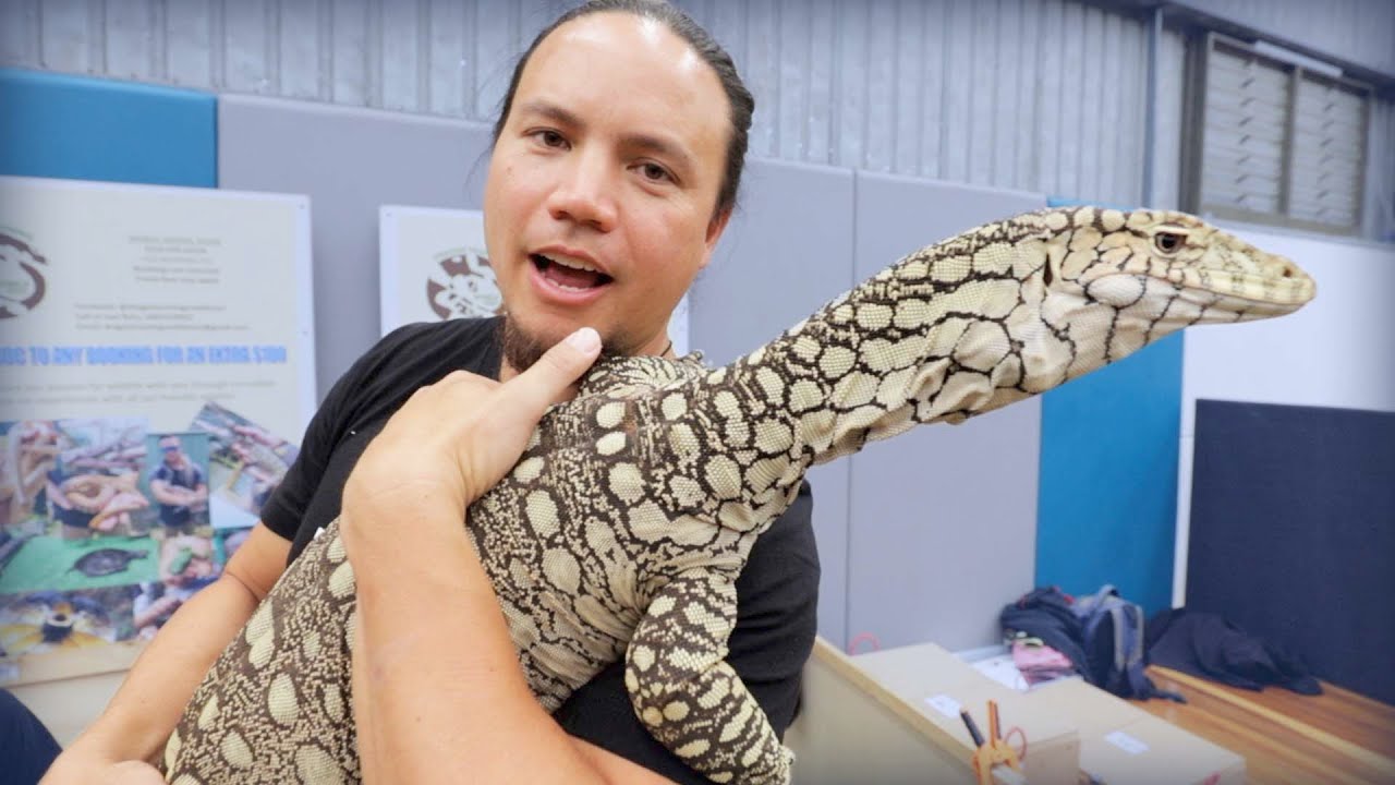 Living With An Extra Large Lizard