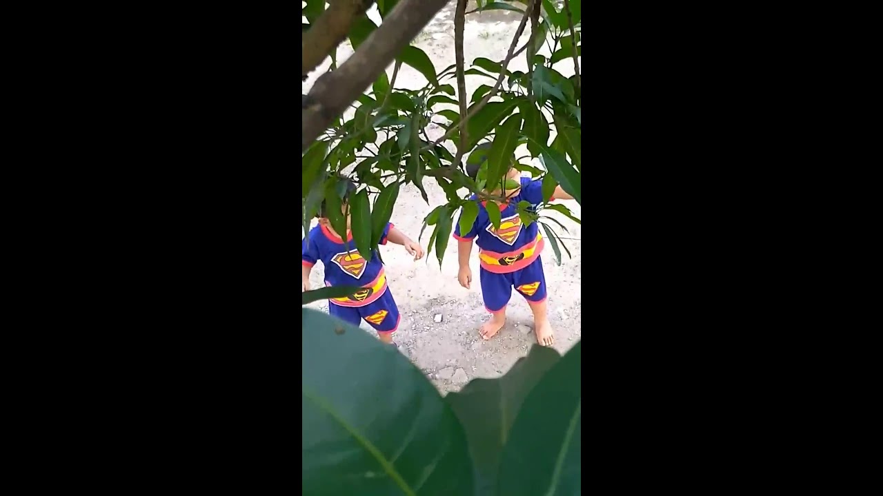 Viral main sorok-sorok dgn anak smpai atas pokok dia panjat - YouTube