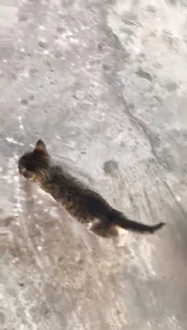 My cat kasi lgi 🥰 - YouTube