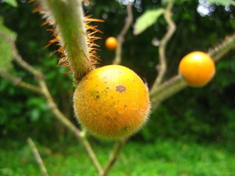 Como cultivar Lulo - Chinchilegua - TvAgro por Juan Gonzalo Angel - YouTube