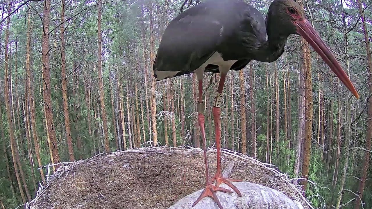 Must-toonekurg~🌍 ️Karl & Family are on their way to the south🍀~2022/08 ...