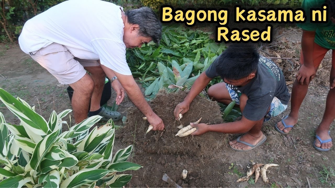 Harvest ng Uraro at Pansamantalang kasama ni rased sa Farm | FARM LIFE ...
