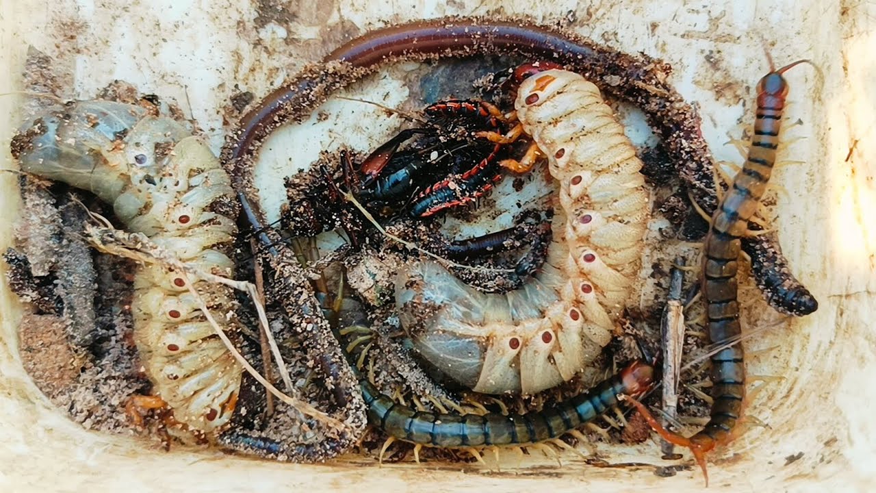 Explore the hidden insect sanctuary met centipede, earthworm and unique ...