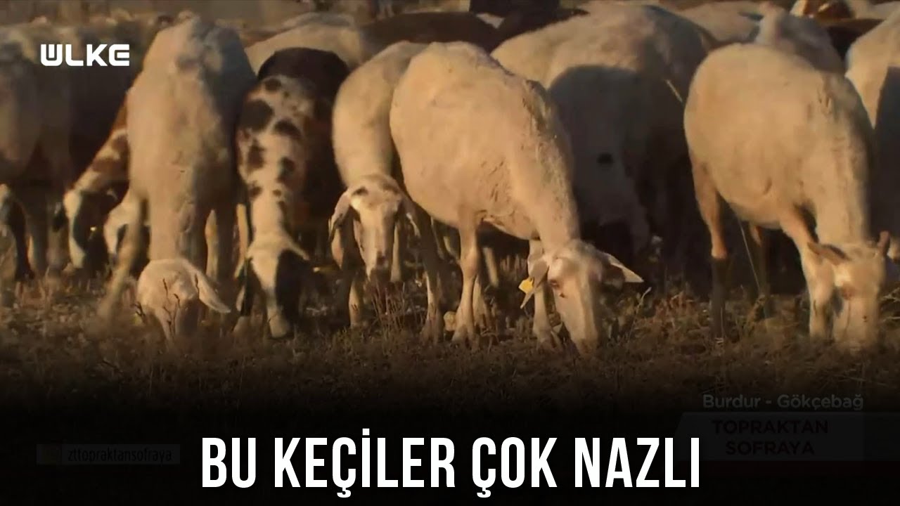 Sakız Melezi Koyunlar Nerelerde Yaşarlar? - Topraktan Sofraya - YouTube