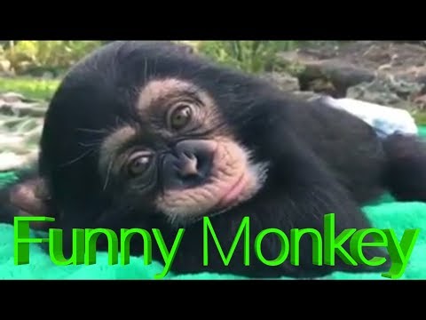 Video Lucu Banget Monyet Bikin Ngakak