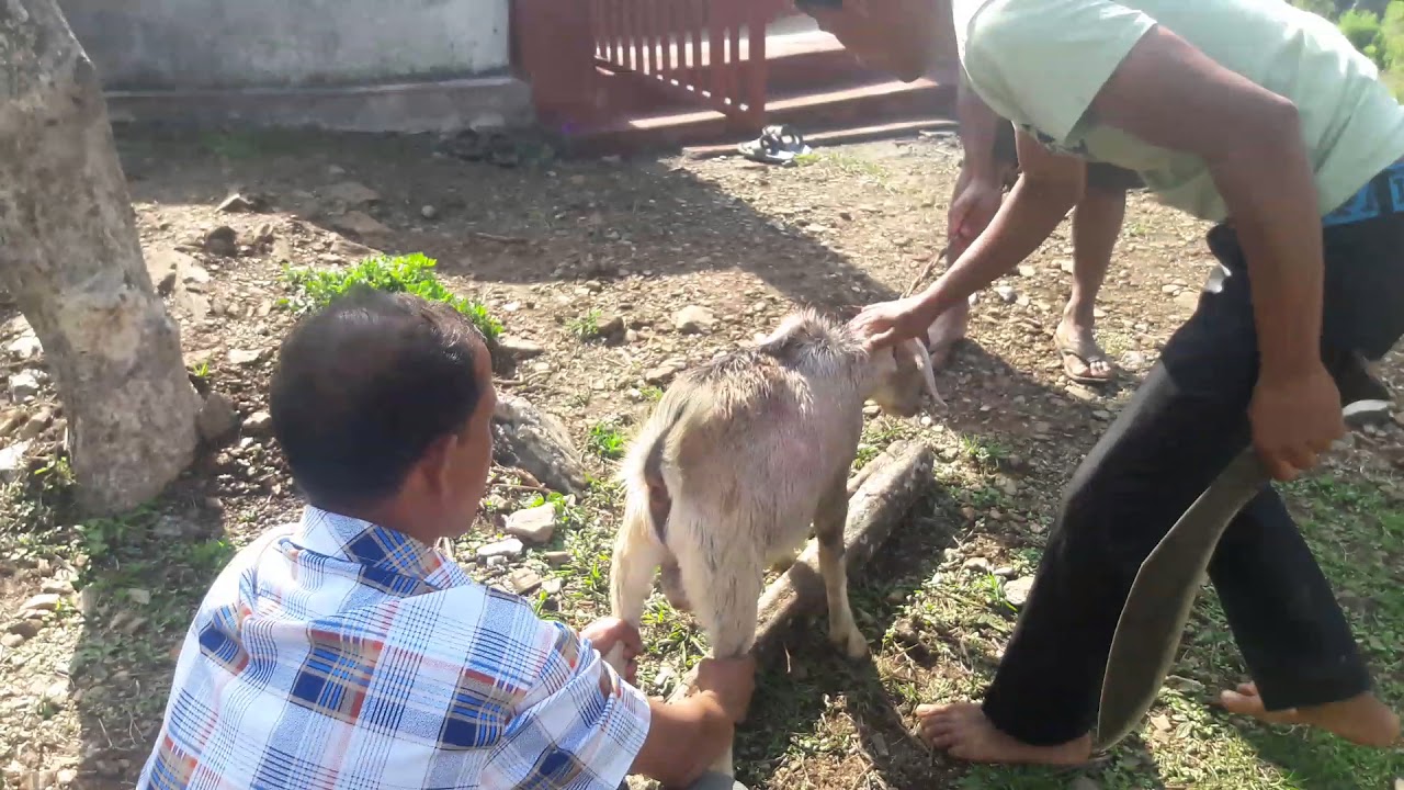 Killing goat in damauli - YouTube
