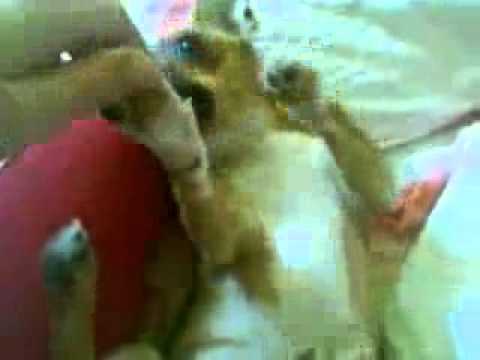 cachorro brincando com uma menina de 15 anos na cama