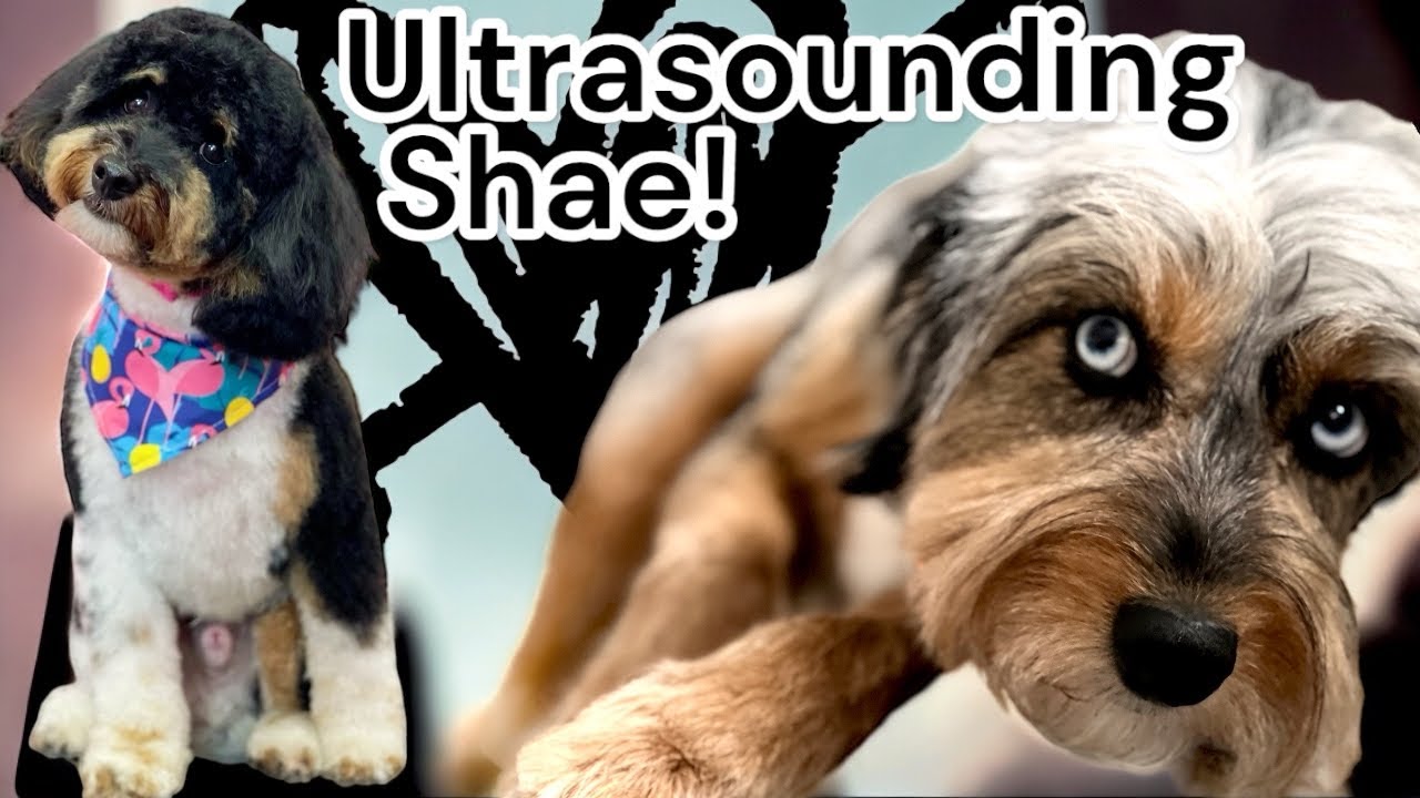 Finding Out If Our F1 Petite Aussiedoodle Girl Is Pregnant ...