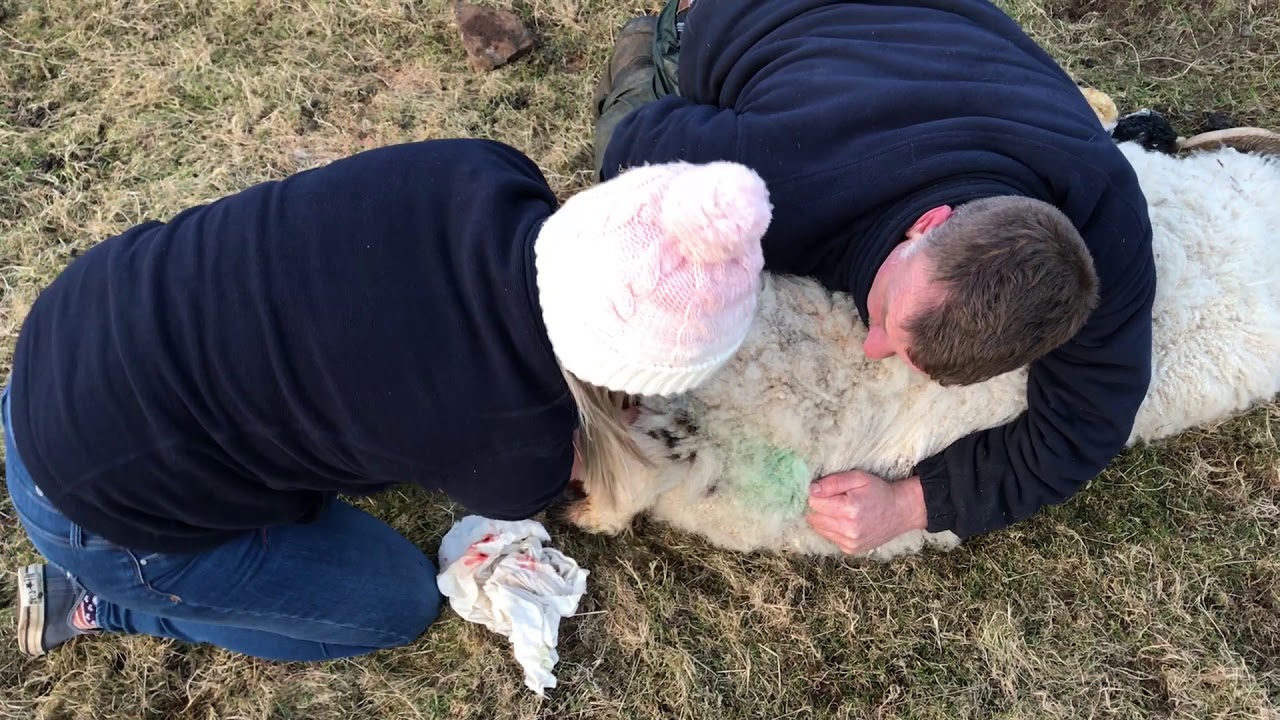 Mrs Howarth lambs two beasts - YouTube