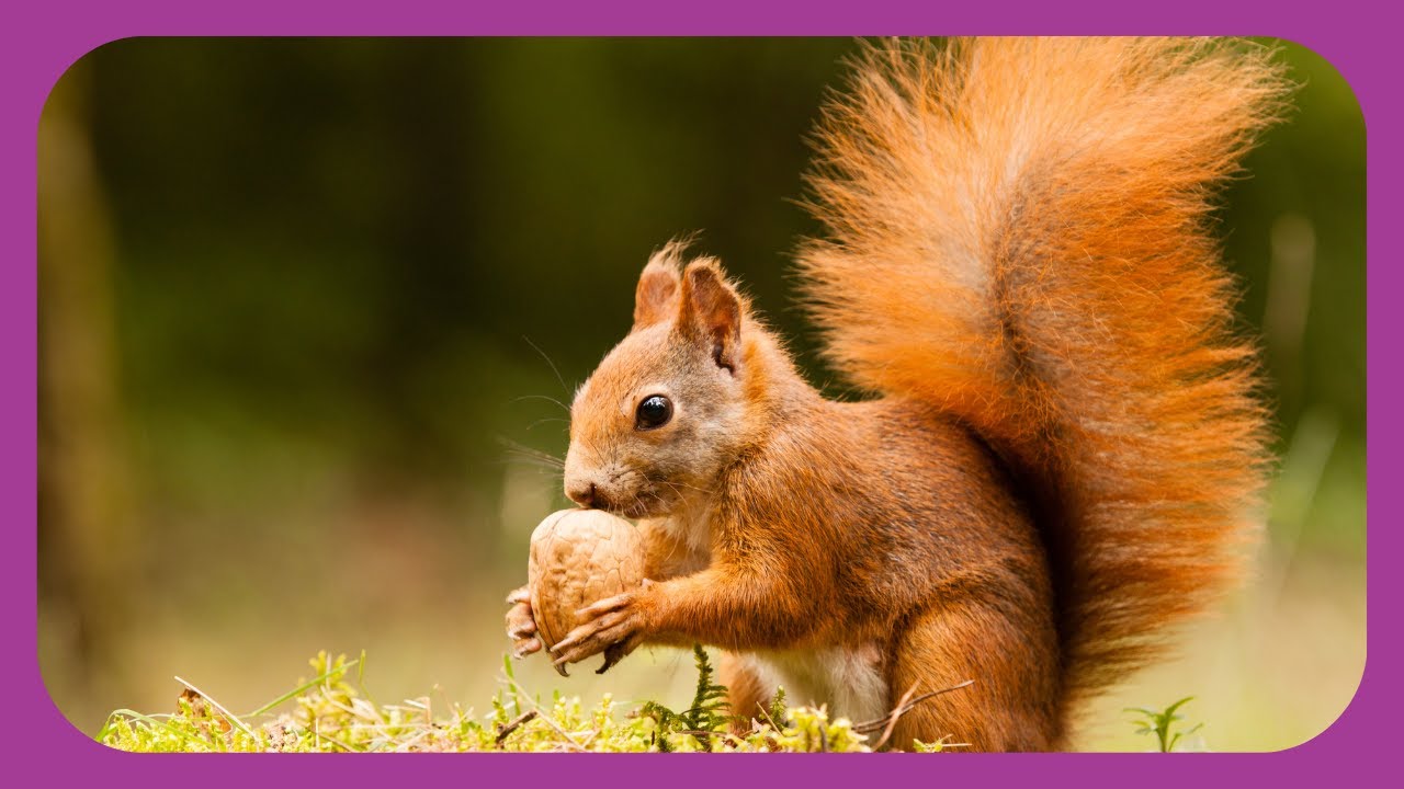 Squirrels: Nut-hoarding Connoisseurs - YouTube