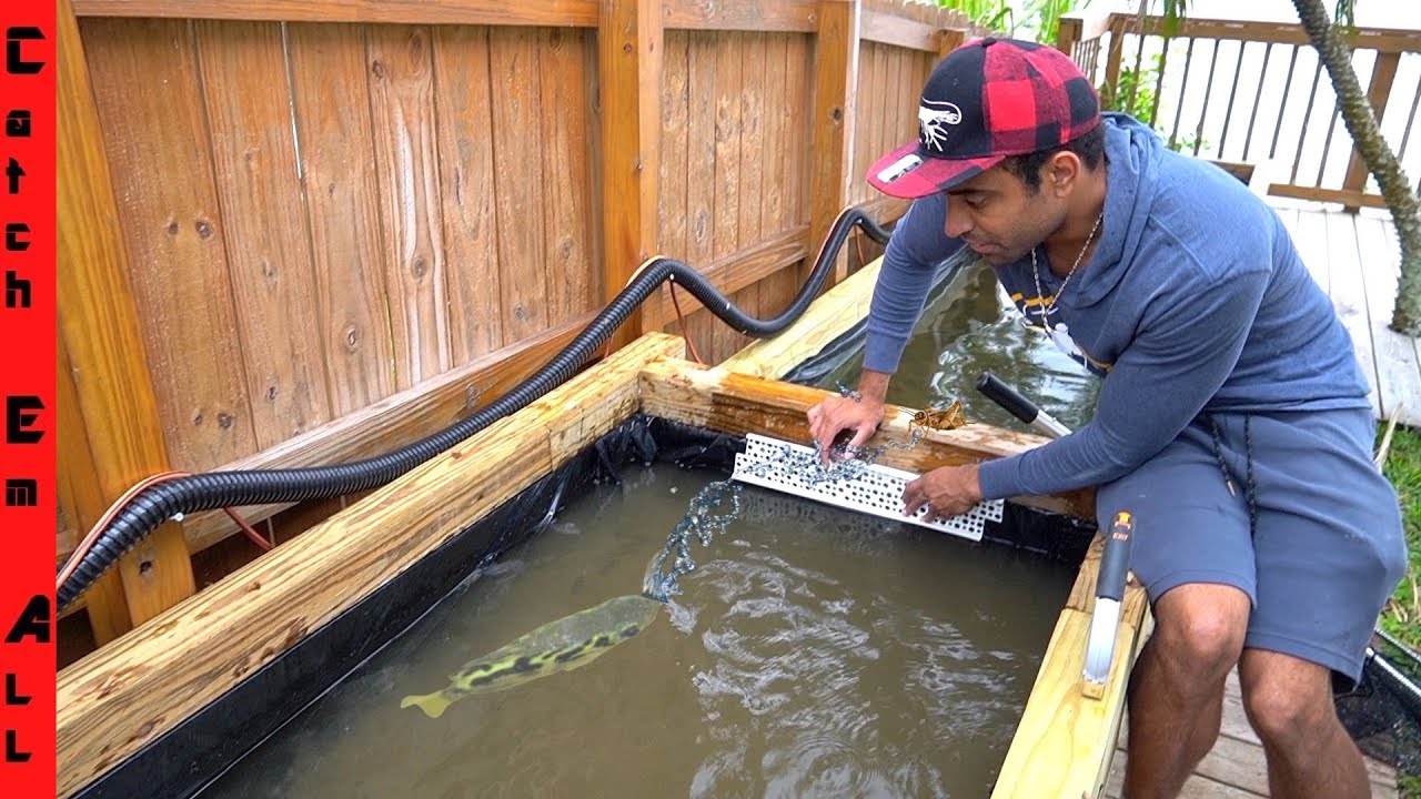 ARCHER FISH POND **Fish Training Begins** - YouTube