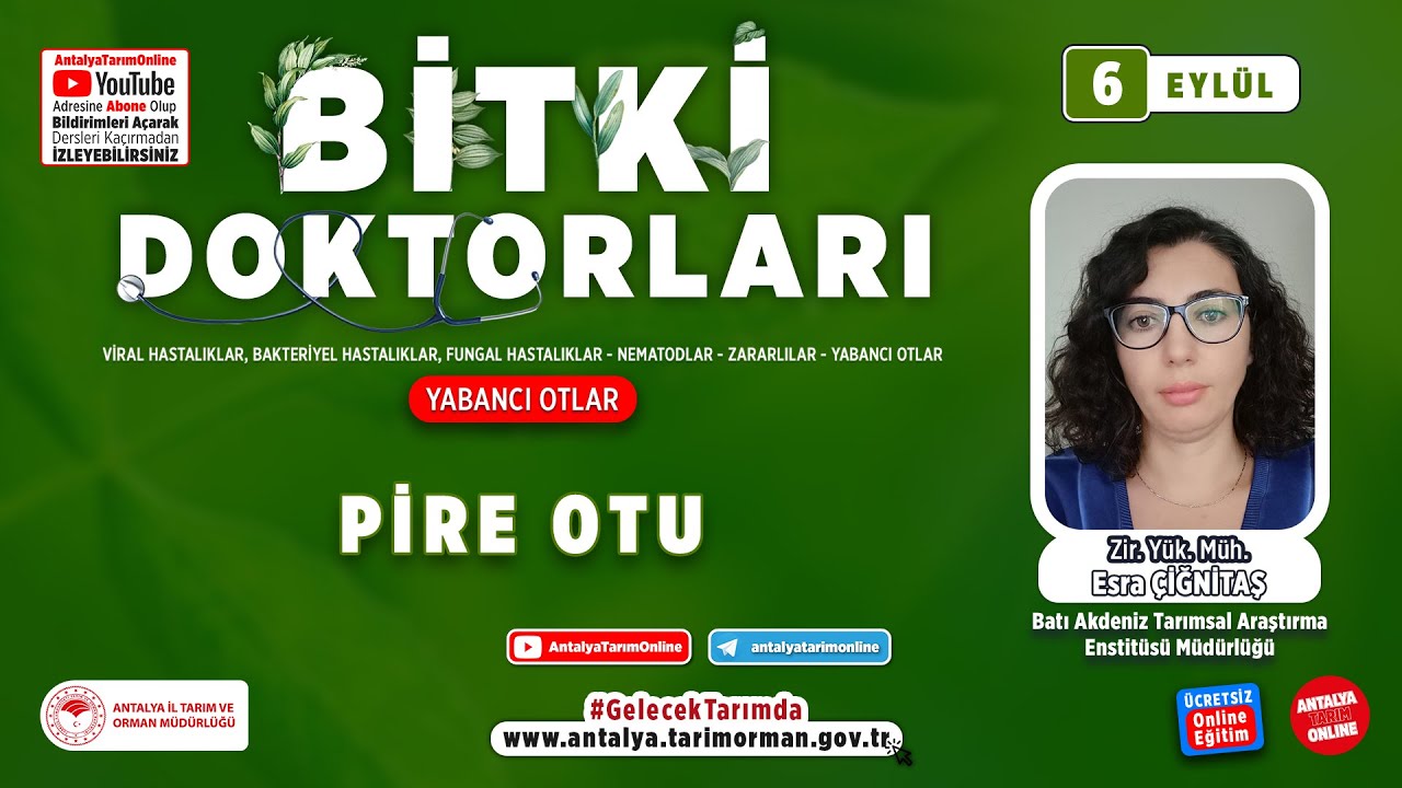 Bitki Doktorları 98 - Pire Otu ( Conyza canadensis (L.) Cronquist ) ve ...