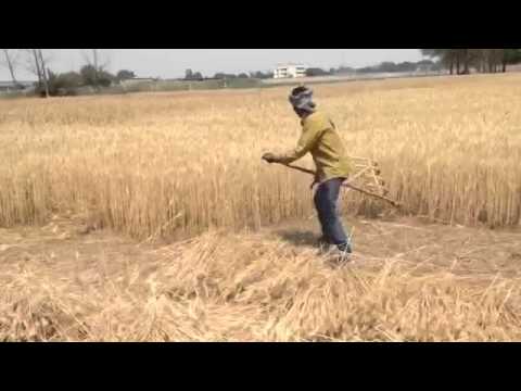 Farmer Developed Wheat Cutter Machine - YouTube