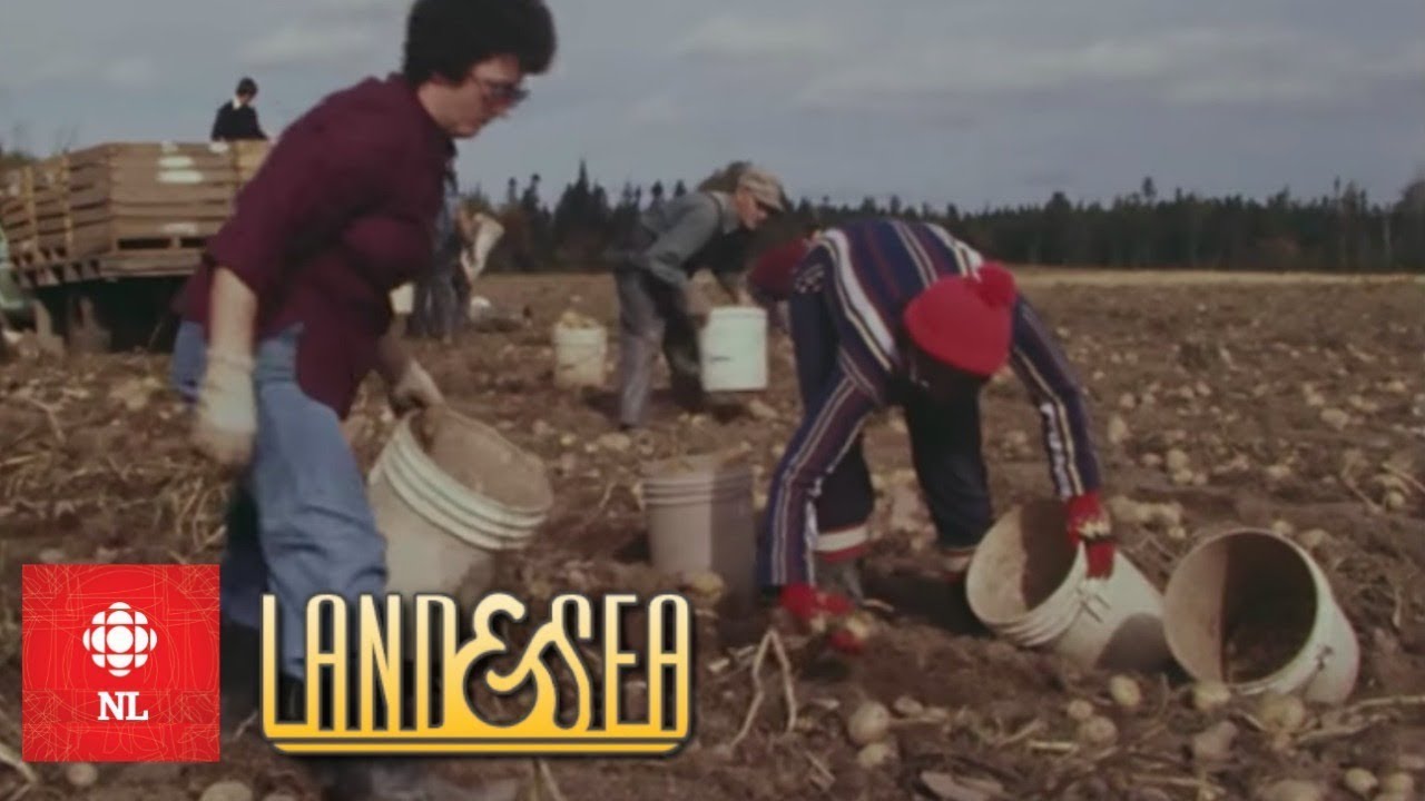 Land & Sea: The Parsons family: farmers and foster parents - YouTube