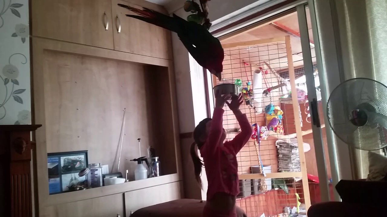 Inca Stinka N Zeus and abbi - YouTube