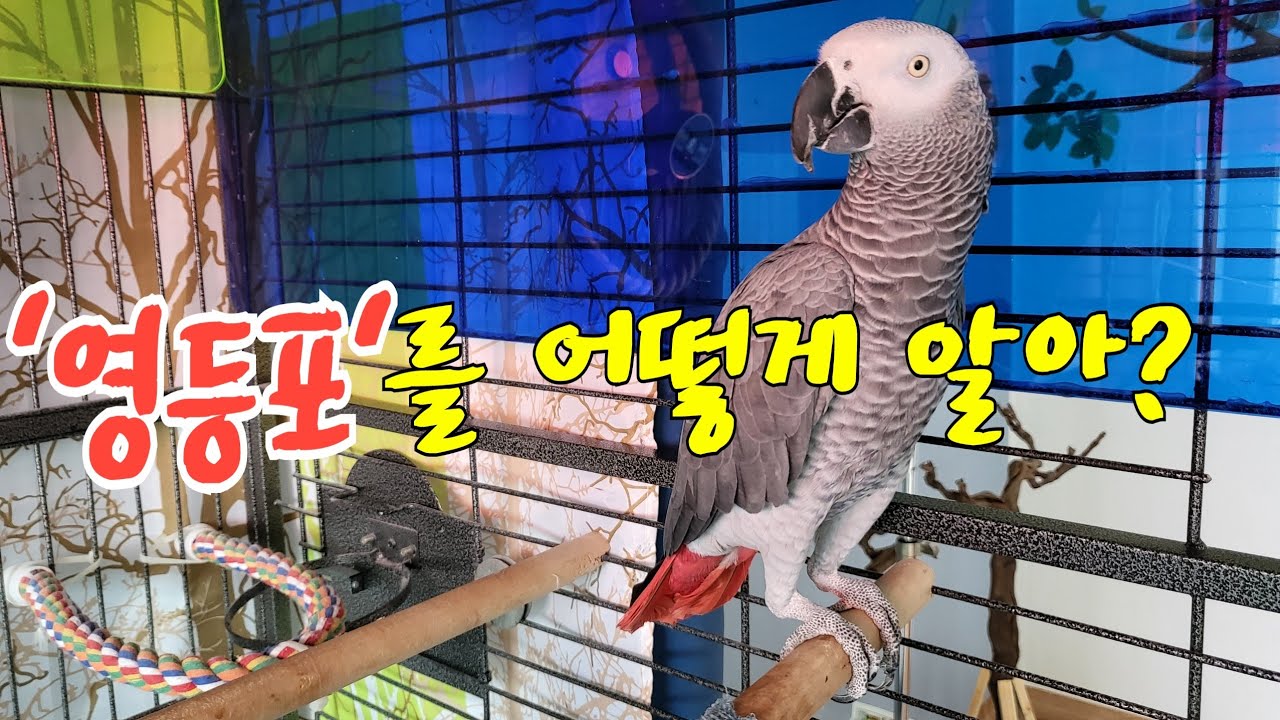 꾀돌이앵무새[연구대상똘이] African gray parrot Papagei Попугай (popugái)Papago ...