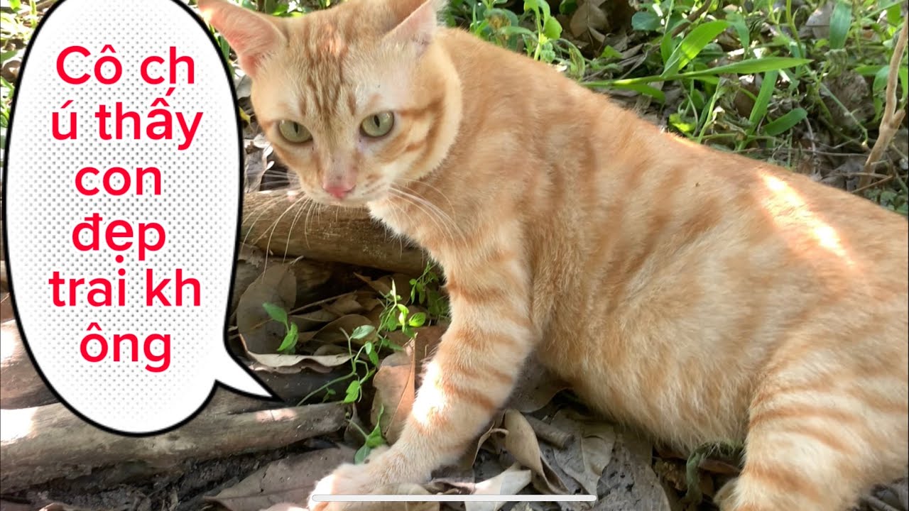 Hôm nay cho bé Mèo Nghệ và mấy bé Mèo con ra ngoài chơi và phơi nắng ...
