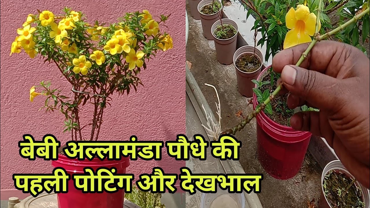 How to grow baby Allamanda plant // First potting of Baby Allamanda ...