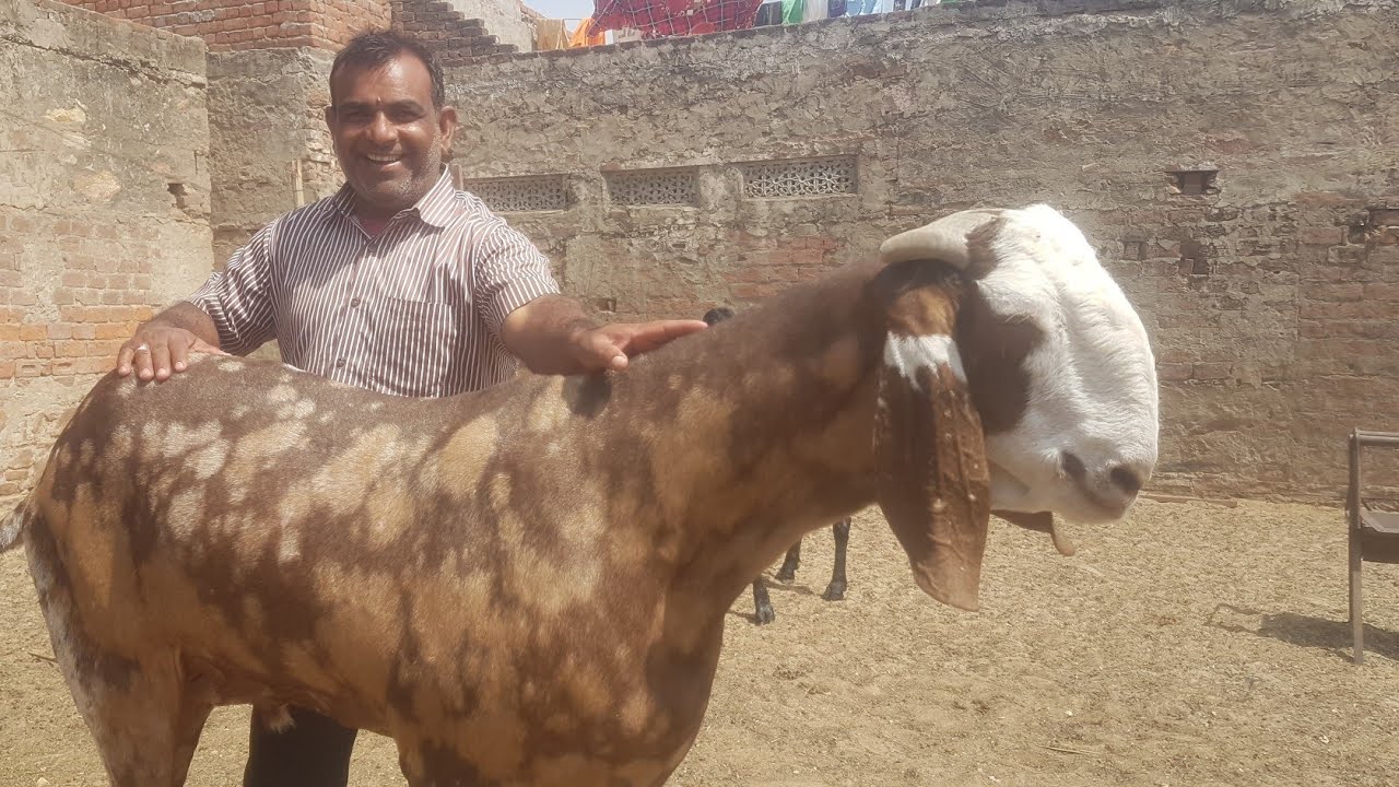 Gujri Bakra Jungle | The Future Heavy Weight Goats. - YouTube