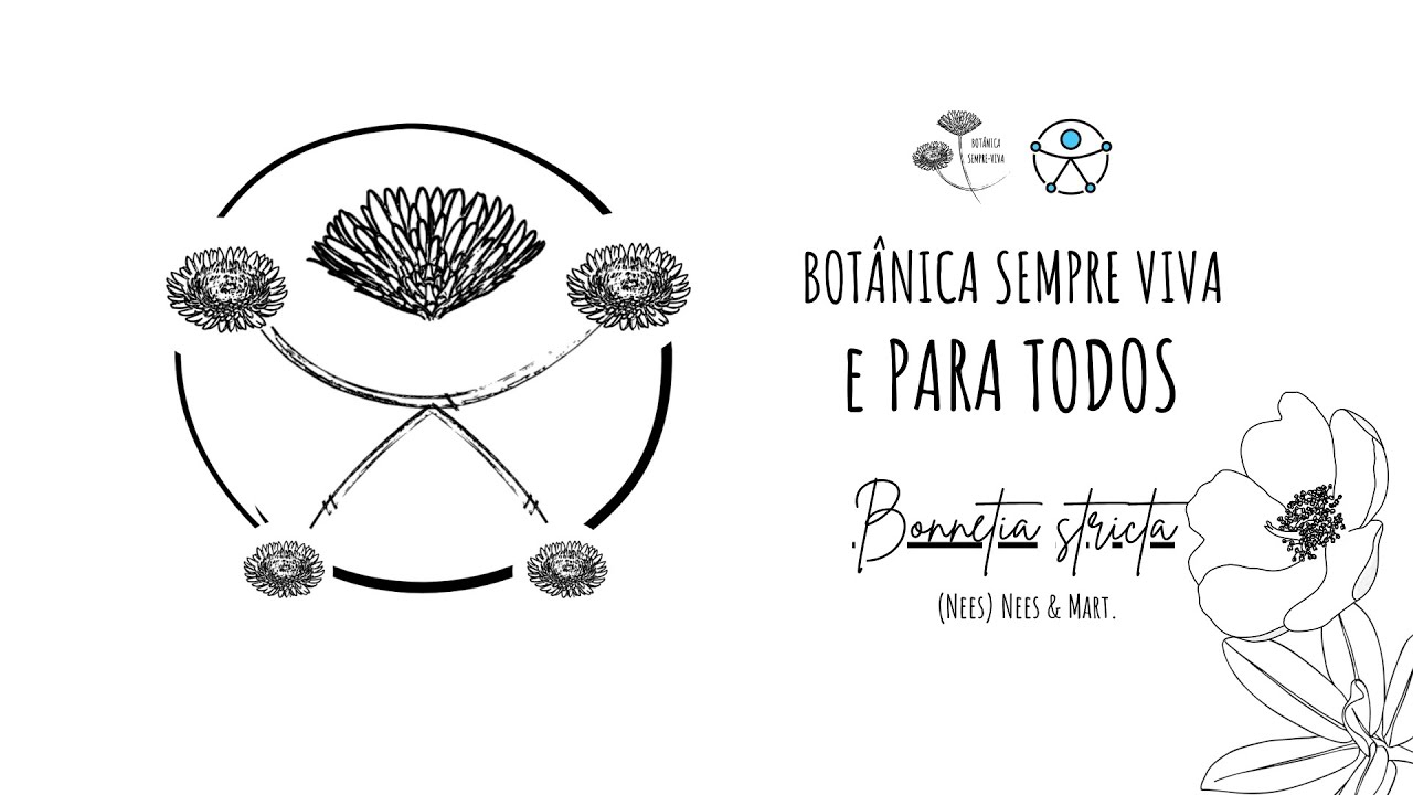Bonnetia stricta (Nees) Nees & Mart. | Autodescrição | BSV Para Todos ...