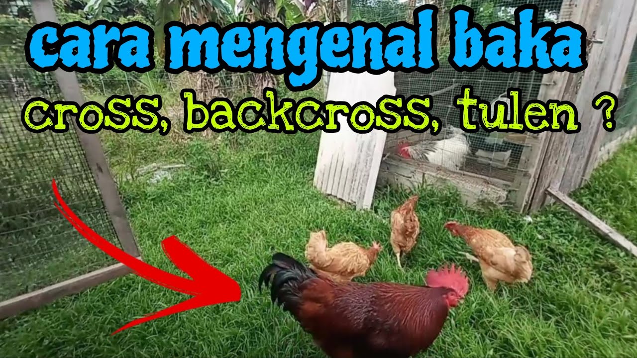 [Episod1496] mengenal bákä ayam cross, backcross dan baka tulen. ini ...